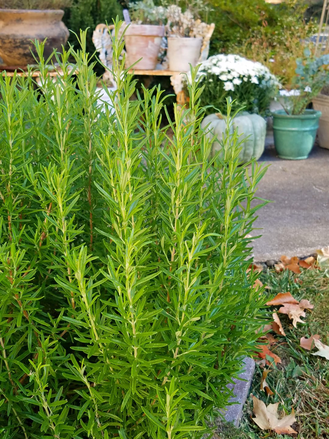 Follow The Yellow Brick Home - Fresh and Fragrant Fall Simmer Pot ...