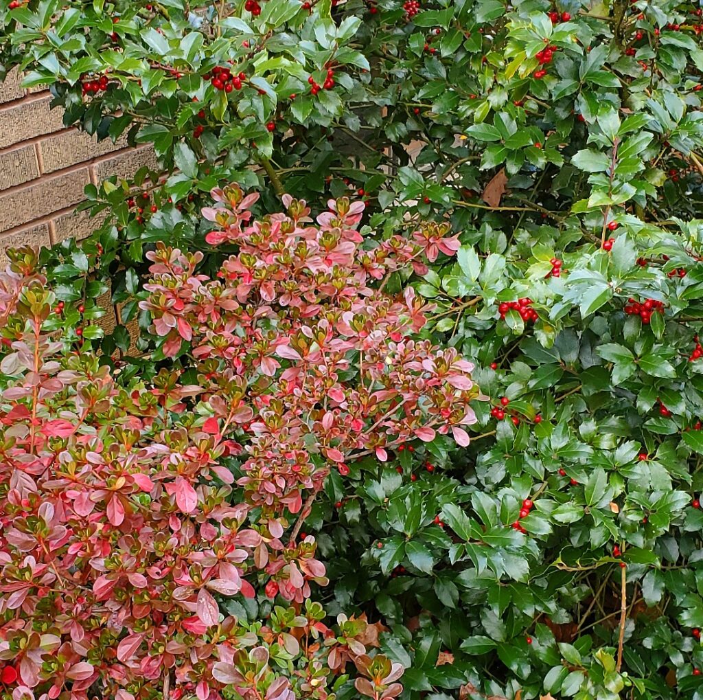 Follow The Yellow Brick Home - Late Fall Garden Interest: Azaleas and ...
