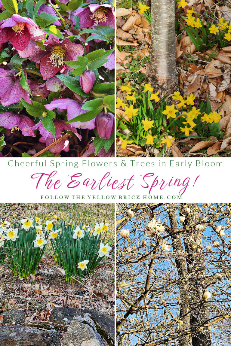 Follow The Yellow Brick Home - The Earliest Spring! Flowers and Trees ...