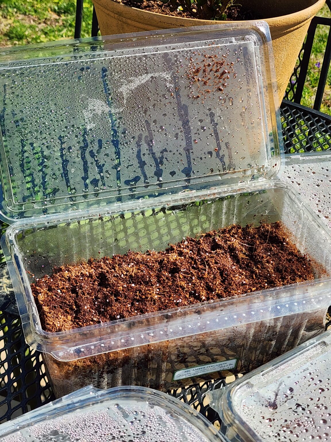 Follow The Yellow Brick Home - Starting Seeds Outdoors In Recycled ...